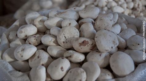 Descubre la Tabla Nutricional del Chuño Andino: El Superalimento ...