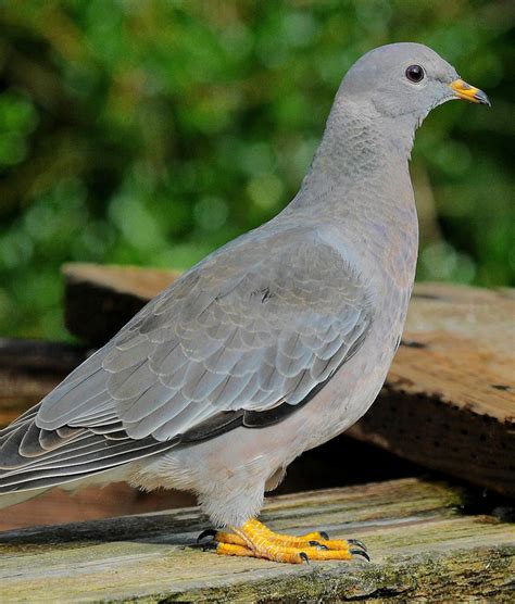 Torcaza Feliz: ¡La Guía Definitiva de su Alimentación Secreta! 🐦 - La ...