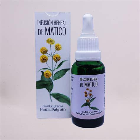 Descubre los Increíbles Beneficios y Propiedades del Matico, la Planta ...