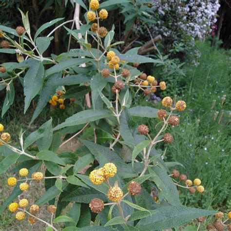 Descubre los Increíbles Beneficios y Propiedades del Matico, la Planta ...