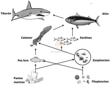 Cadena Trófica: Descubre su Definición y Todos los Tipos que Debes ...
