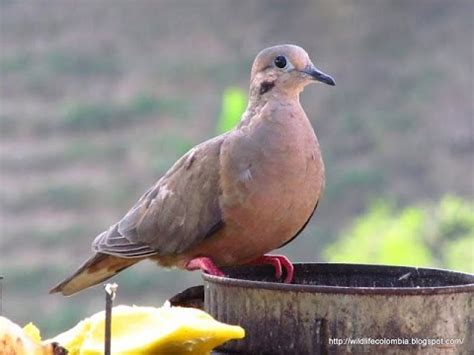 Torcaza Feliz: ¡La Guía Definitiva de su Alimentación Secreta! 🐦 - La ...