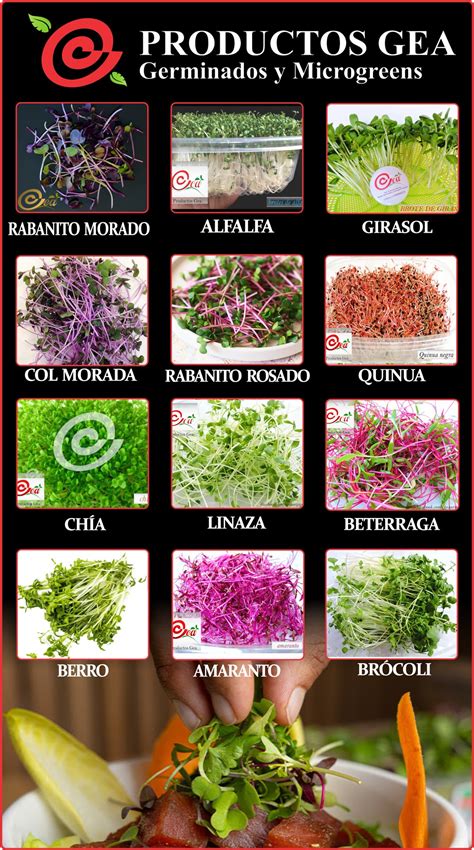 Germinados: ¡El Secreto Nutritivo Que DEBES Conocer! 🌱 Beneficios y Propiedades Asombrosas - La ...