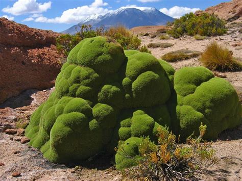 Yareta: ¡El Secreto Ancestral para tu Salud Revelado! 🌿 Descubre sus ...
